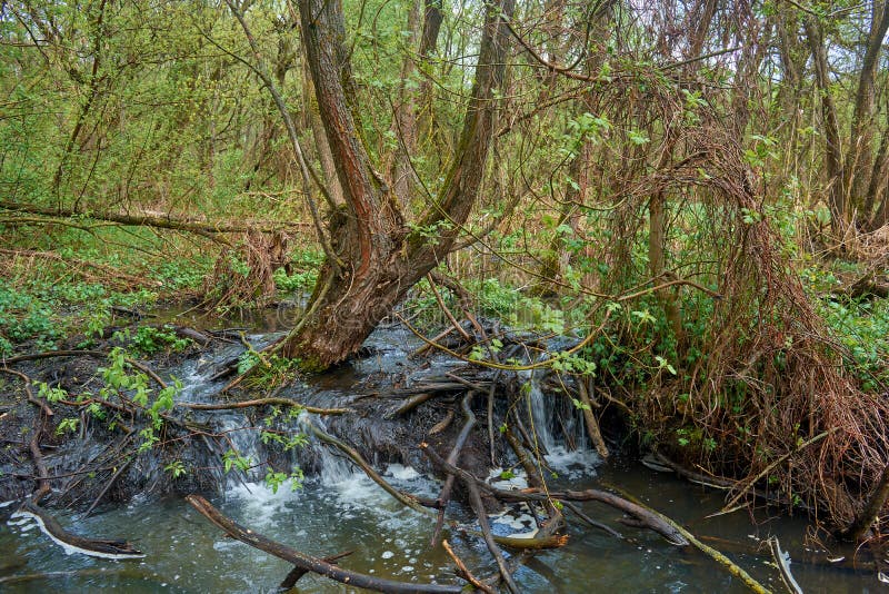 Cascading River with Beautiful River Thresholds in the Forest Stock ...