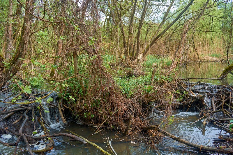 Cascading River with Beautiful River Thresholds in the Forest Stock ...
