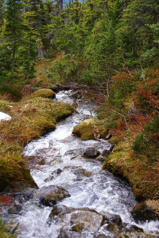 Cascading stream stock image. Image of alaska, water - 243036827