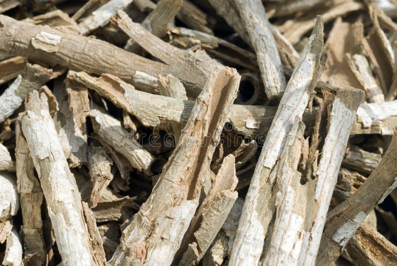 Cascarilla stock image. Image of health, macro, flower - 15420597