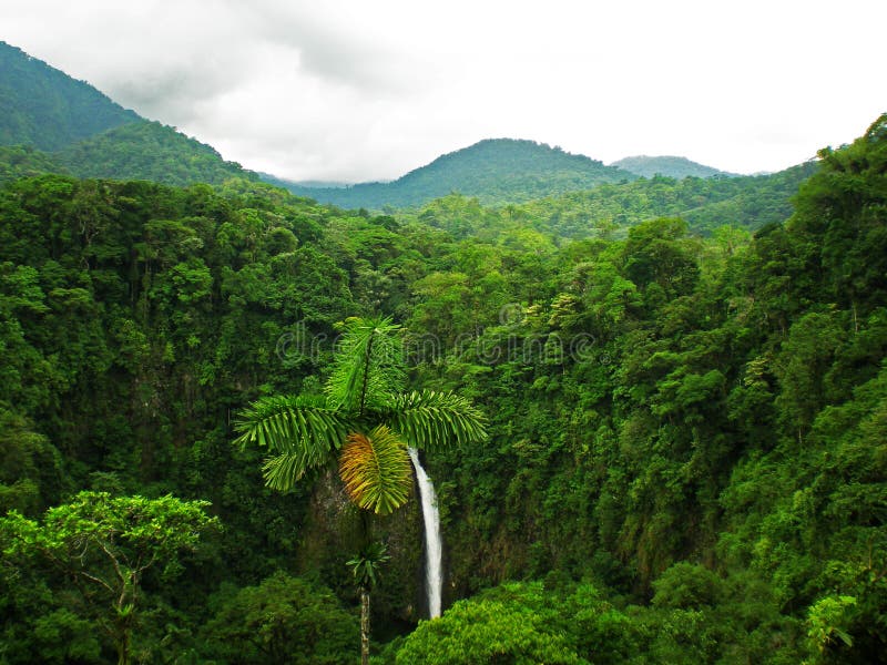Cascata in Foresta Pluviale Equatoriale Fotografia Stock - Immagine di ...