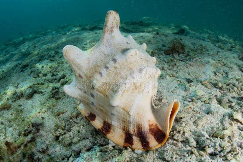 1,062 Lecho Marino Fotos - Libres de Derechos y Gratuitas de Dreamstime