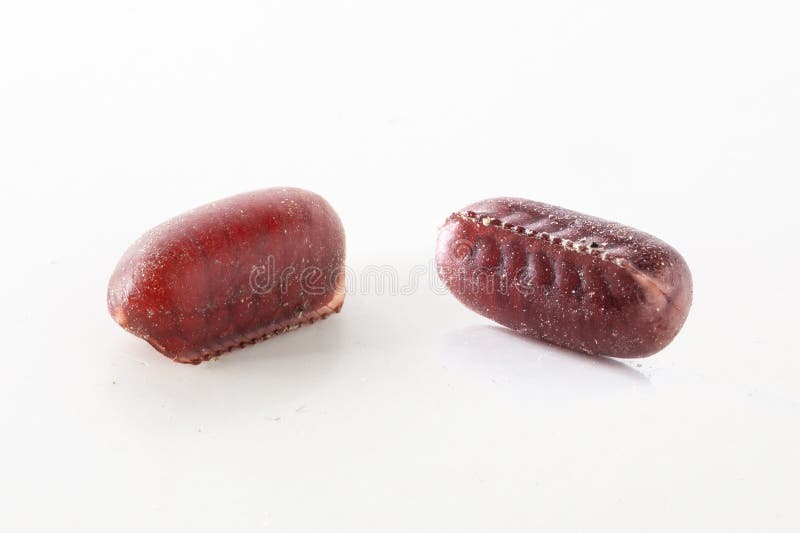 Cockroaches Eggs