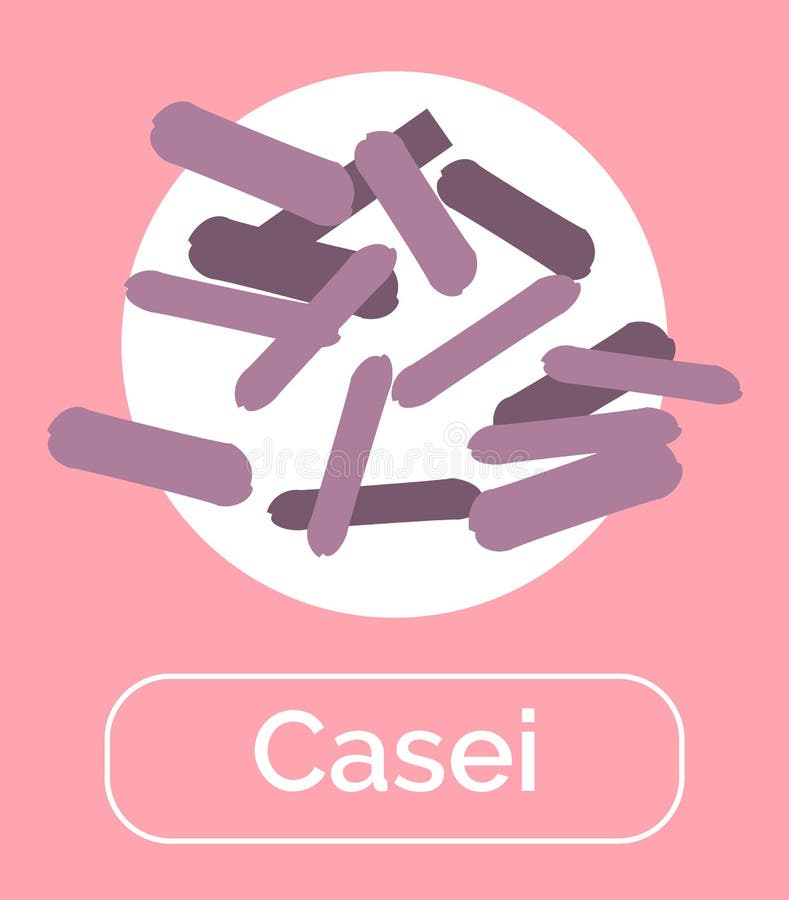 Casei Probiotics for Human Digestive System Vector Stock Vector ...