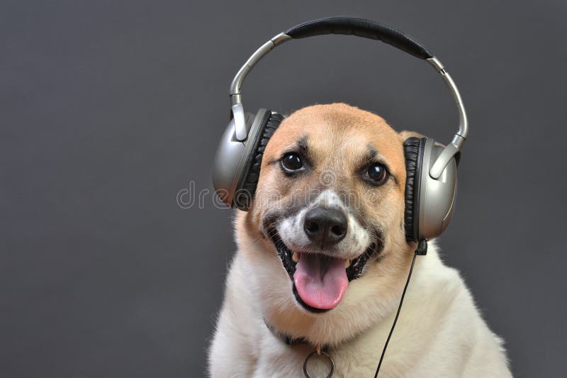 Perrito Del Dogo Francés Con Los Auriculares Imagen de archivo - Imagen ...