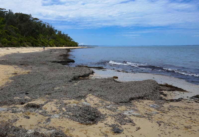 Sandy Beach Scene with Scattered Dark Seaweed Patches Along the ...