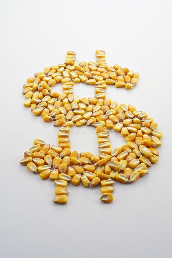 Cash Corn Crop II stock photo. Image of cash, harvest - 5073852
