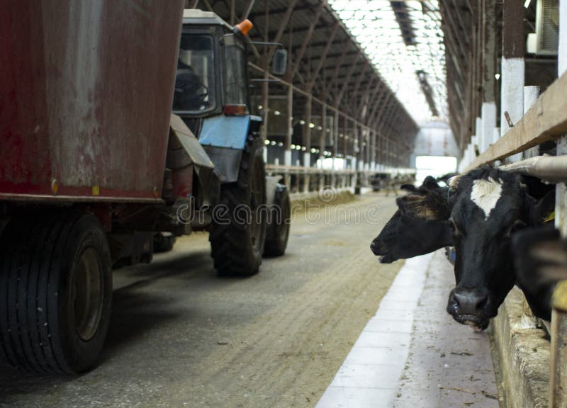 Cash Cows in a Stall on the Farm during Feeding. Stock Image - Image of ...