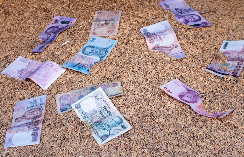 Cash on paddy rice stock photo. Image of harvest, light - 87707938