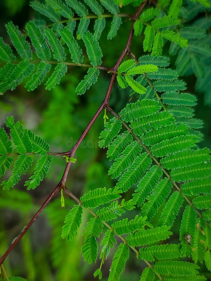 Casha tree tiny leaves stock image. Image of vegetation - 205039437