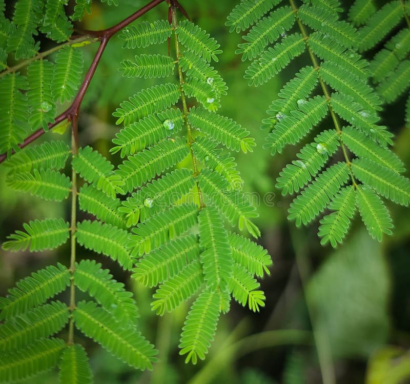 Casha Tree with Water Droplets Stock Image - Image of flower, plant ...