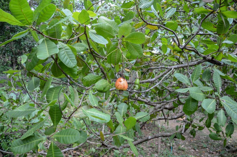 Cashew apples stock image. Image of ripe, botanical - 272553171