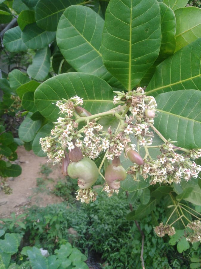 Flower Cashew is on Tree.Cashew Nuts.Cashew Tree. the Color of Red ...