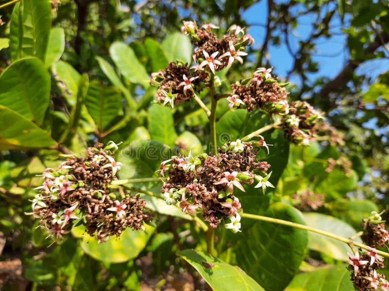 Cashew nut and flowers stock image. Image of leaf, short - 209693091