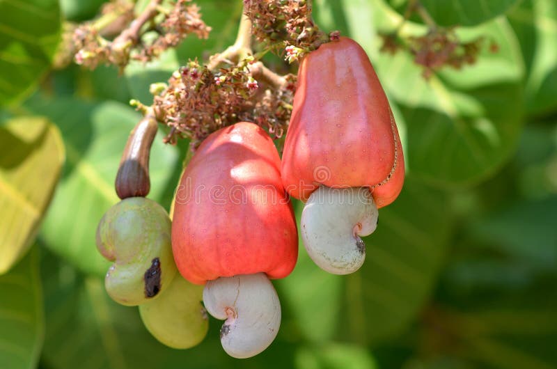 Cashew fruit stock photo. Image of drink, green, ripe - 42751416