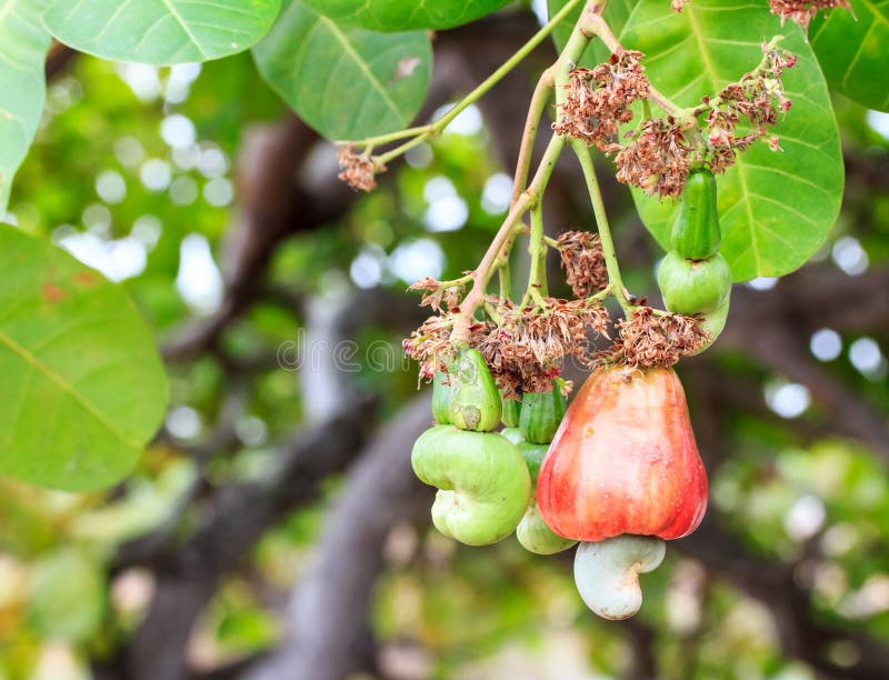Single Cashew Nut , Anacardium Occidentale Stock Image - Image of ...
