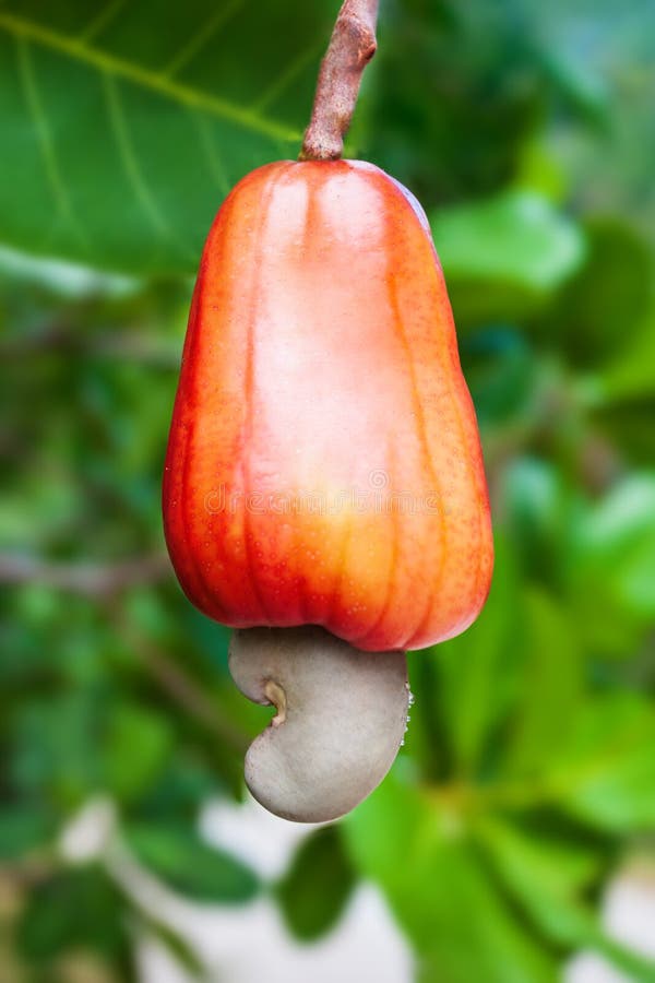 Cashew Fruit with Nut on Tree Stock Image - Image of yellow, caju ...