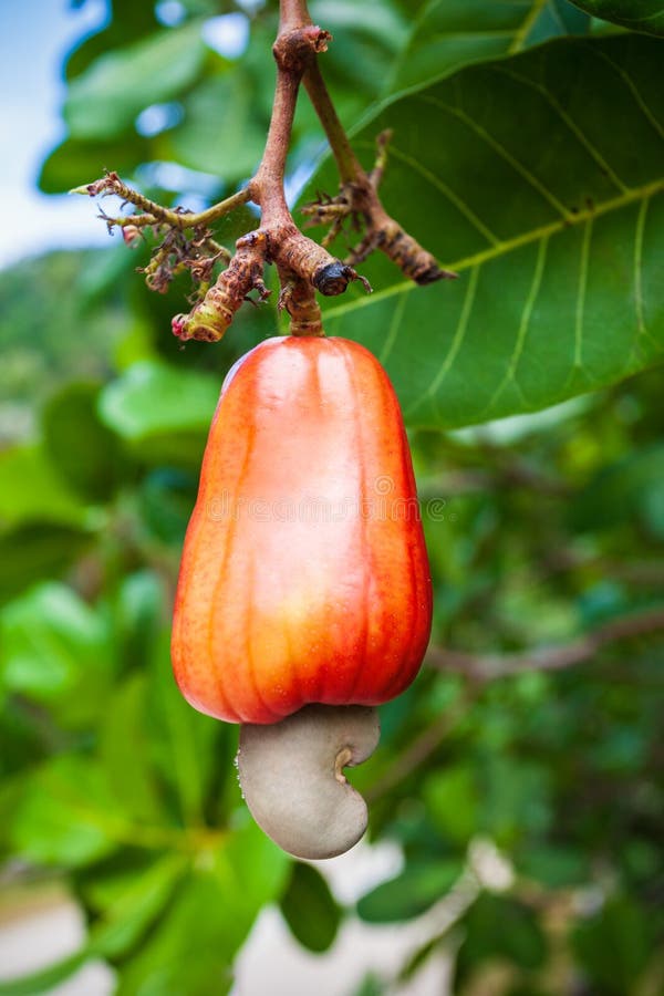 Cashew Fruit with Nut on Tree Stock Image - Image of ripe, young: 316038937