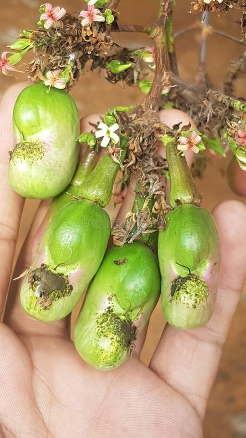 Large pea seeds in the pit stock image. Image of food - 253881865