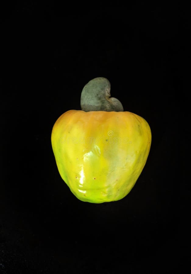 Cashew Fruit Yellow in Colour in the Black Background and with Cashew ...