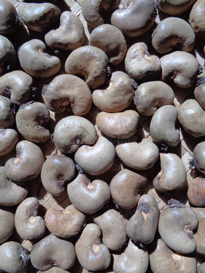 Cashew Nut on the Drying Process with a Natural Background Stock Photo ...