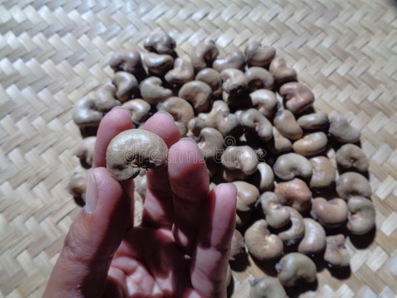 Cashew Nut on the Drying Process with a Natural Background Stock Photo ...