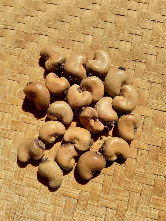 Cashew Nut on the Drying Process with a Natural Background Stock Photo ...