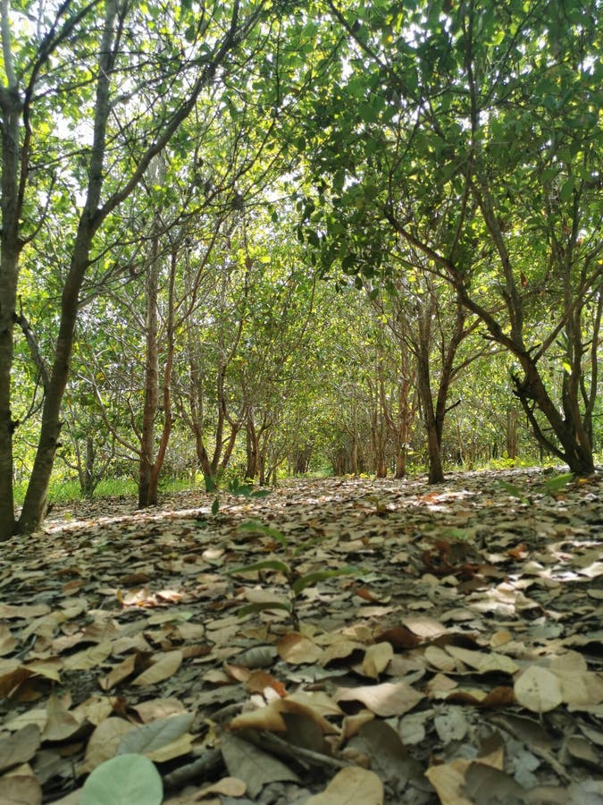 Cashew nut farm stock photo. Image of stream, plant - 210441582