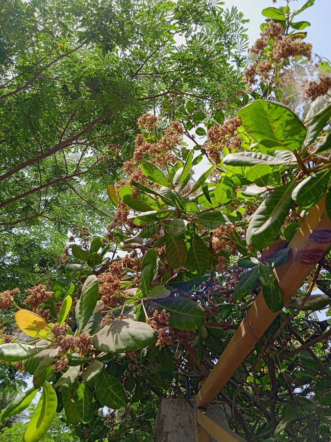 Cashew nut and flowers stock image. Image of leaf, short - 209693091