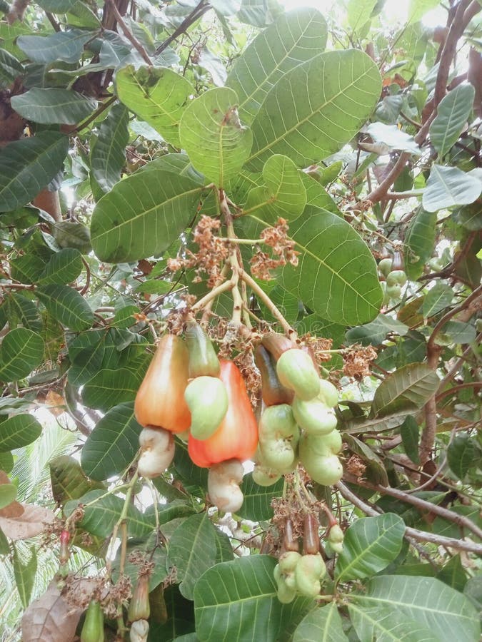 567 Cashew Nut Fresh Food Tree Plant Stock Photos - Free & Royalty-Free ...