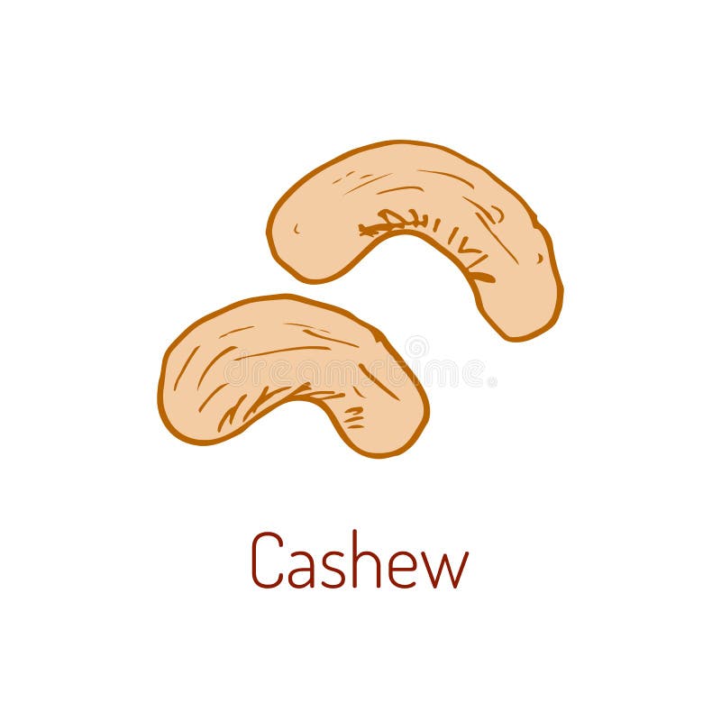 Cashew nut Hand drawn stock vector. Illustration of white - 88765002