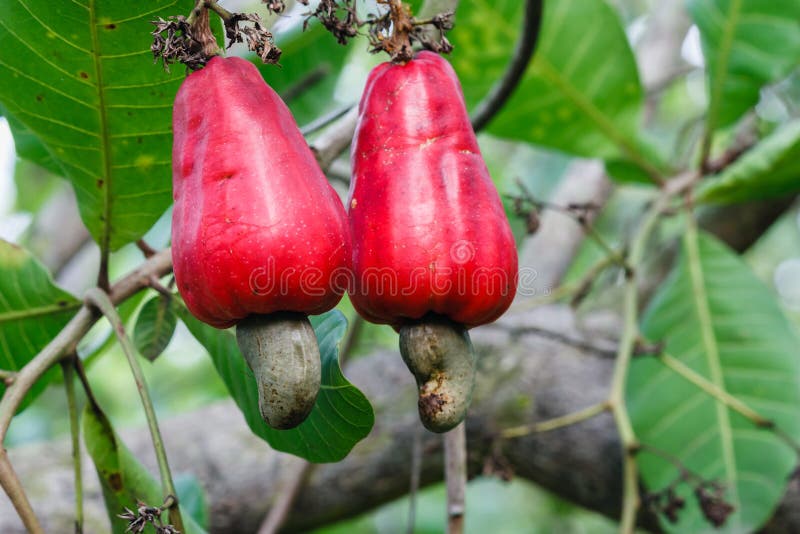 Cashew nut stock image. Image of organic, outdoor, countryside - 39883325