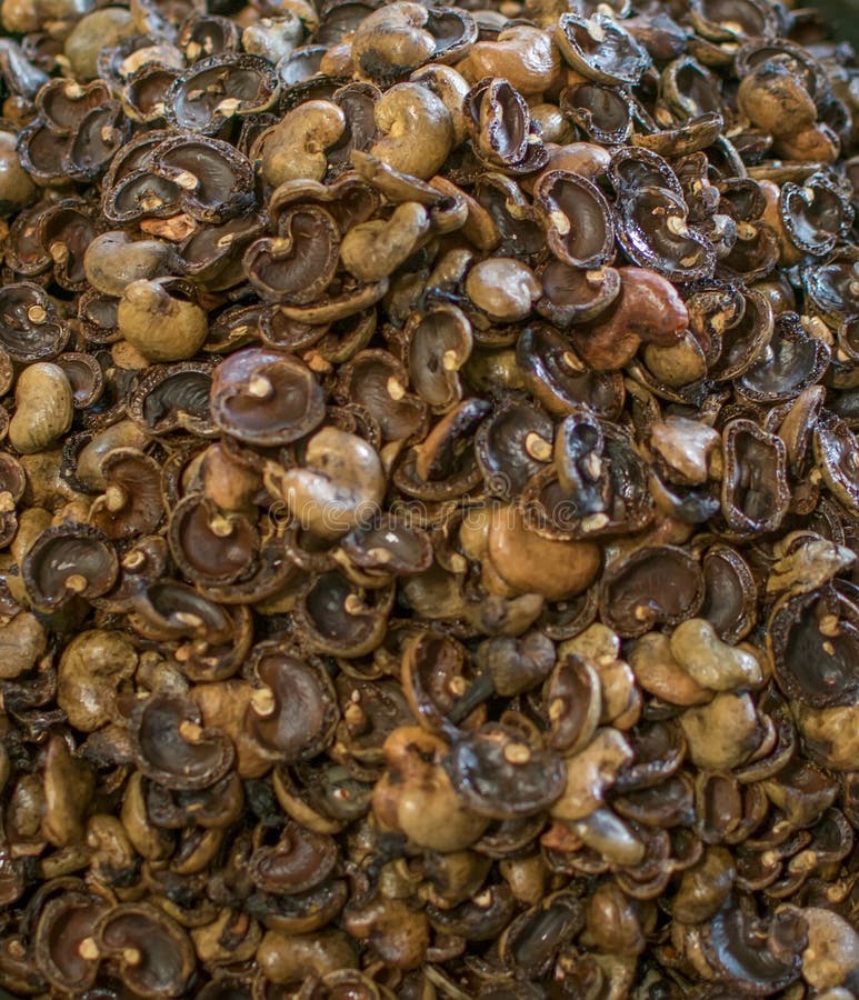 Cashew Nut Shells Which Separated from Kernels. Used Selective Focus ...