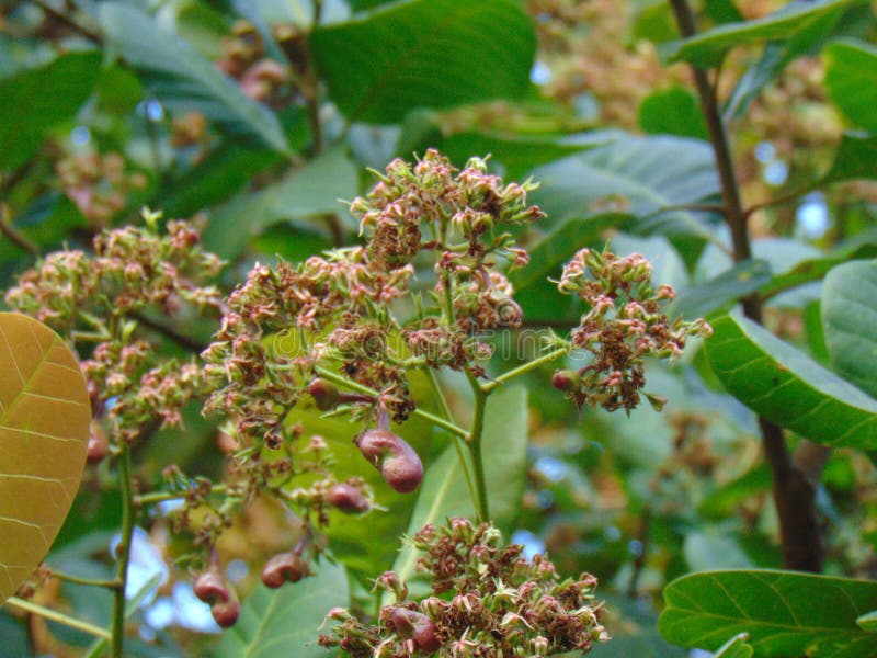 Cashew nut tendercashewnut stock image. Image of garden - 268749841
