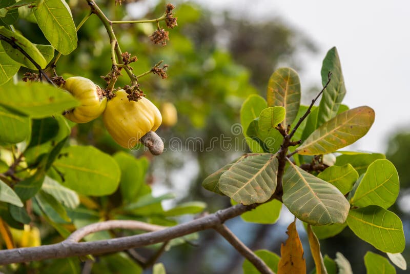Cashew with Cashew Nut on Cashew Tree in Agriculture Farm Stock Photo ...