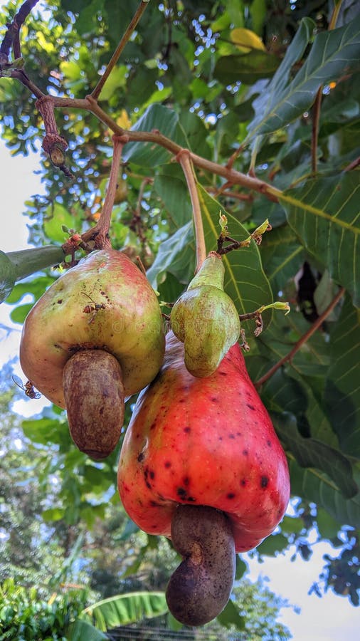 Cashew nut tree stock photo. Image of tree, nature ...