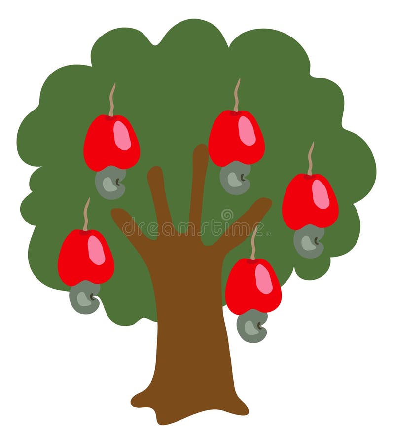Fruit Cashew Tree Stock Illustrations – 503 Fruit Cashew Tree Stock ...