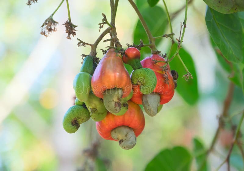 Cashew Nut Tree Stock Photos - Download 1,351 Royalty Free Photos