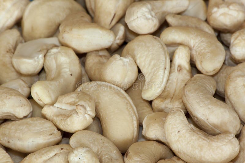Cashew Nuts stock photo. Image of fruit, crop, concept - 15059474