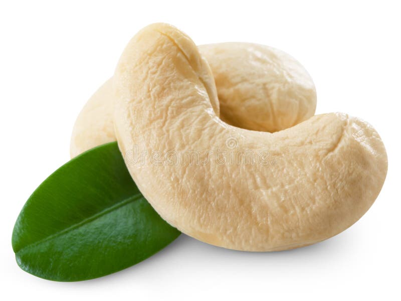 Single Cashew Nut , Anacardium Occidentale Stock Image - Image of ...