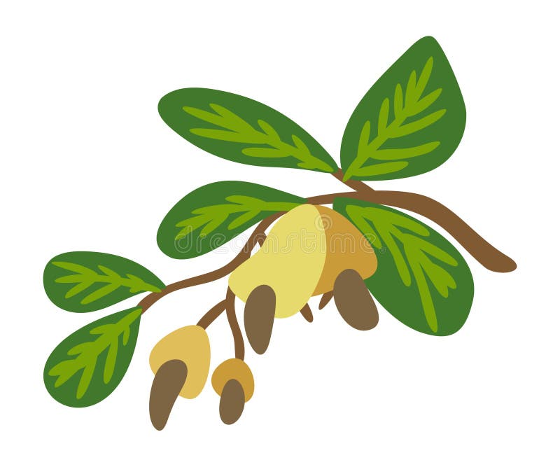 Cashew Nuts on Branch with Leaves. Vector Isolated Illustration Stock ...
