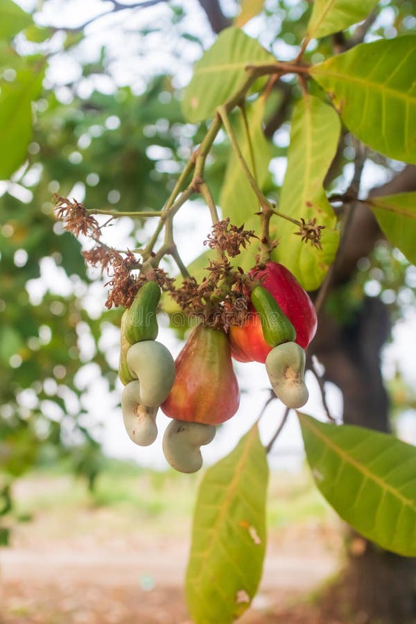 Cashew Nuts Growing on a Tree Stock Image - Image of fruit, farming ...