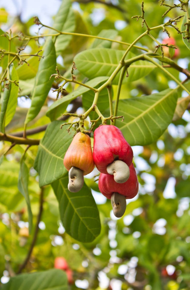 3,837 Cashew Tree Stock Photos - Free & Royalty-Free Stock Photos from ...