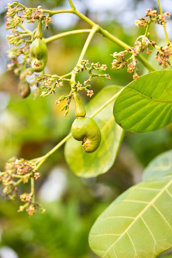 Cashew Nuts Growing on a Tree Stock Image - Image of tree, farming ...