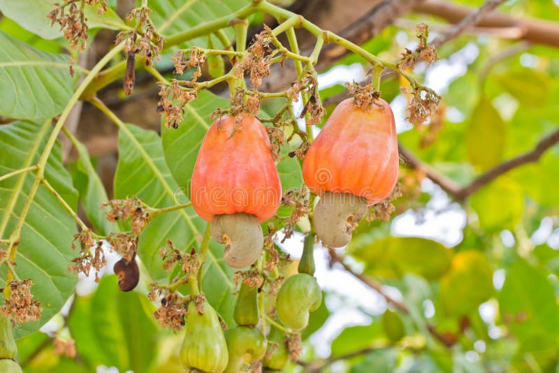 Cashew Nuts Growing on a Tree Stock Photo - Image of evergreen, fruit ...