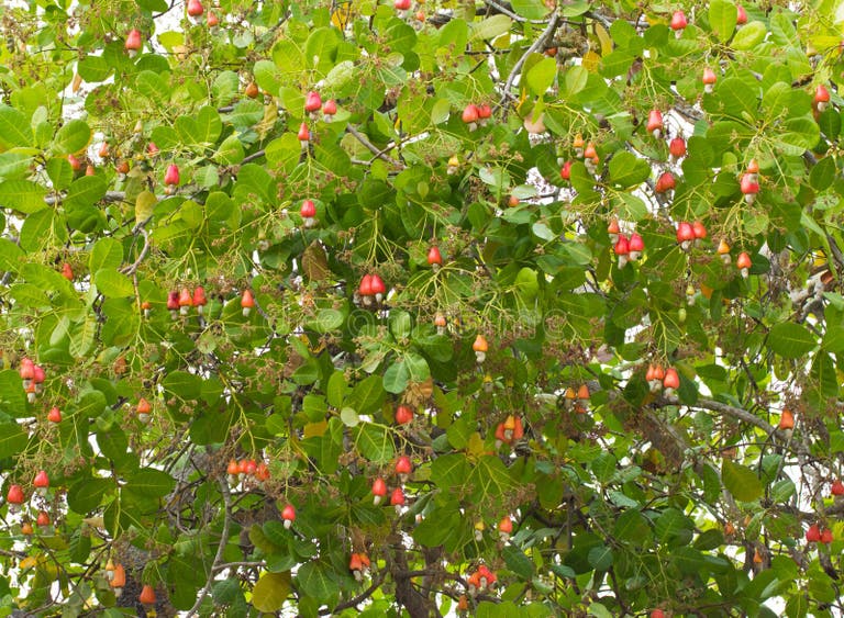 10,489 Fruit Grows Tree Stock Photos - Free & Royalty-Free Stock Photos ...