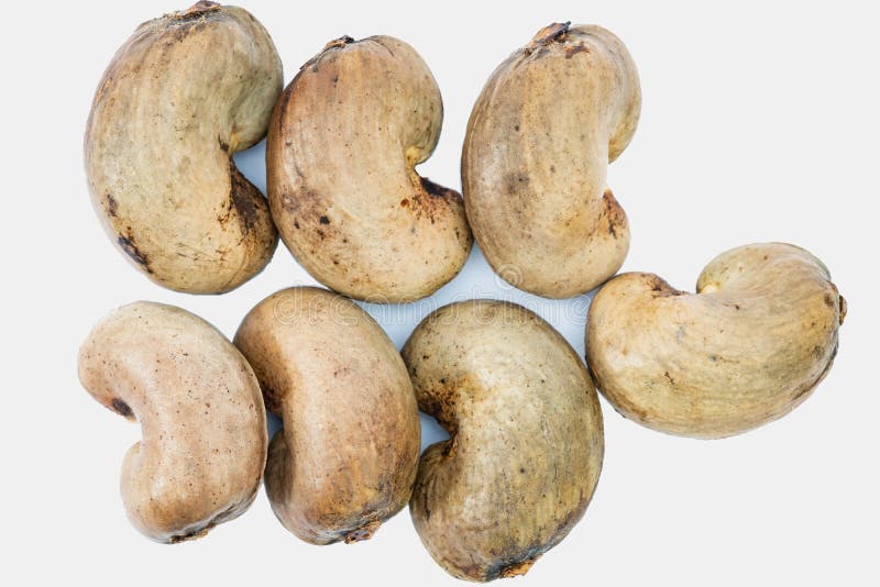 Cashew nuts with shell stock photo. Image of nature - 123024770