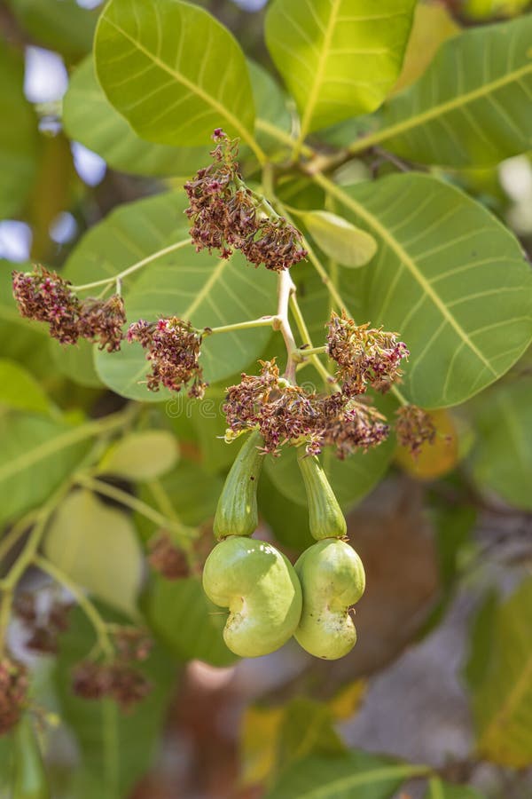 Cashew nuts tree stock photo. Image of protein, branch - 330376110