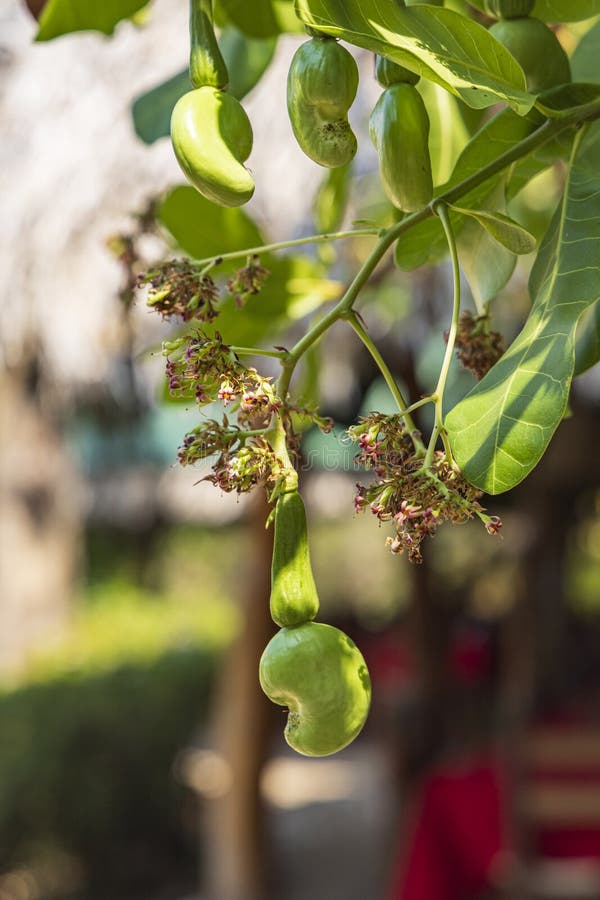 Cashew nuts tree stock image. Image of landscape, nature - 330376177