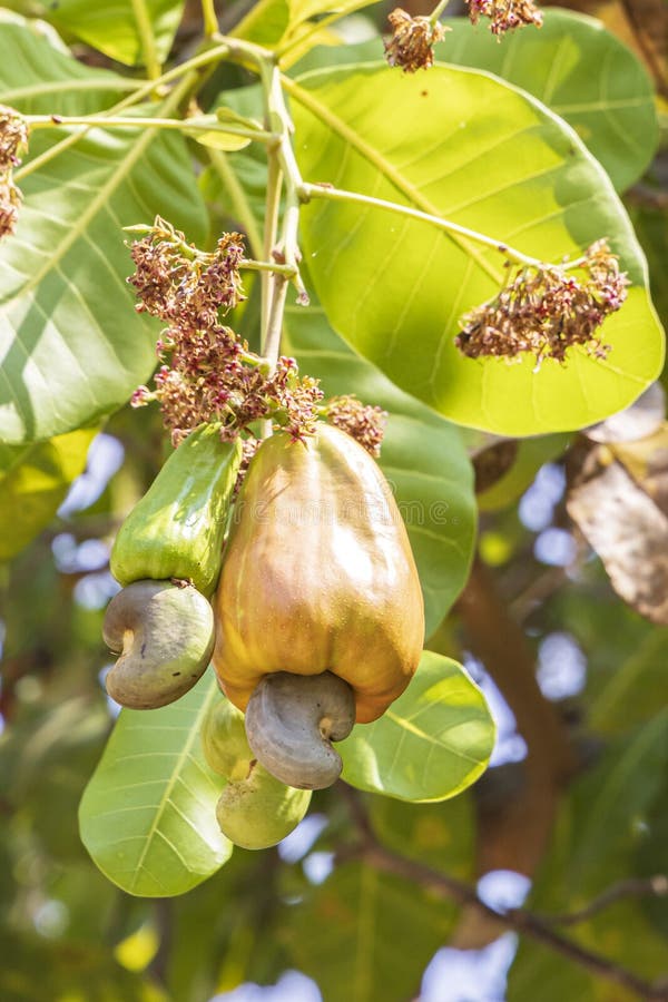 Cashew nuts tree stock image. Image of garden, growing - 330376213